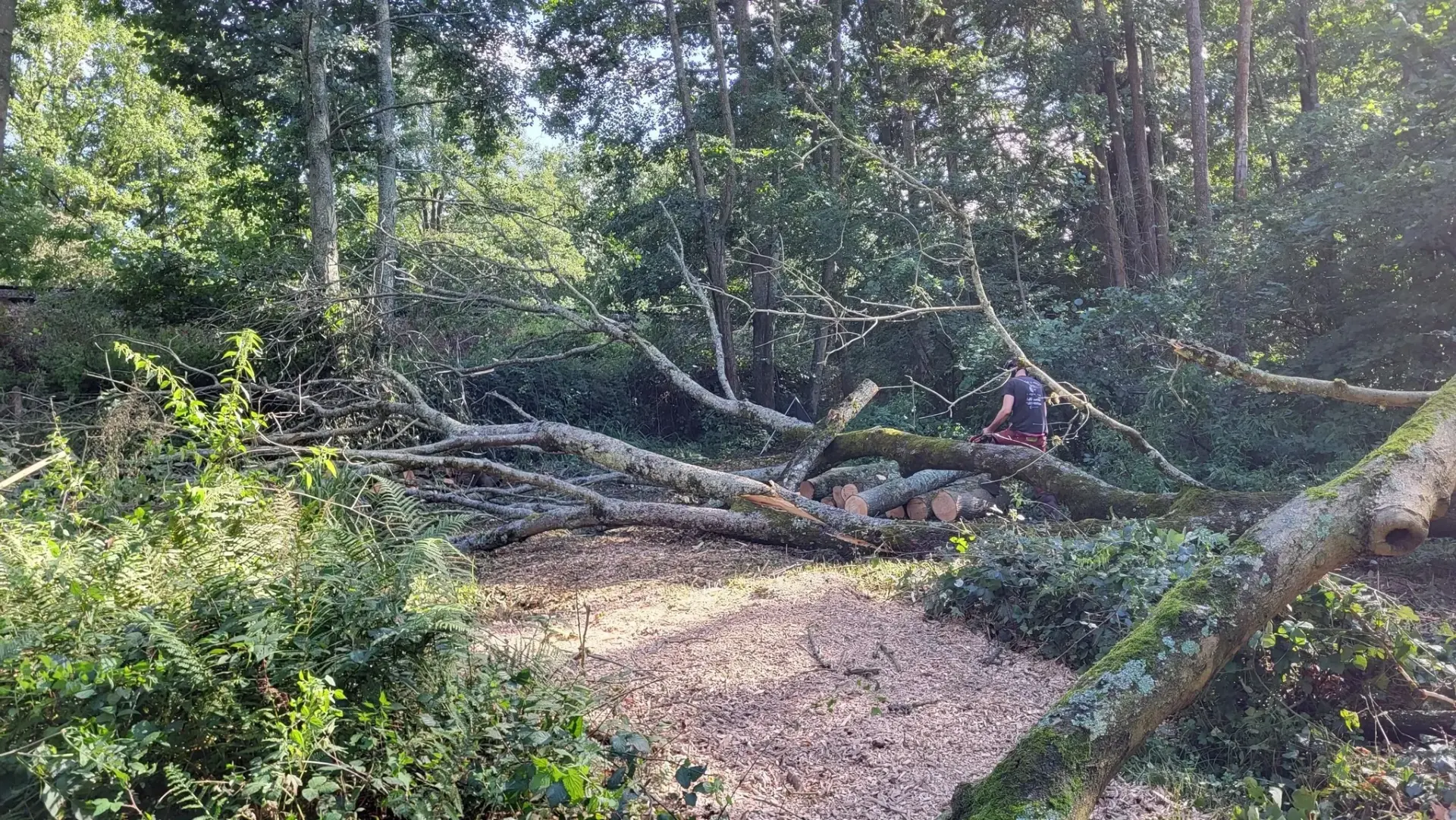 Commercial Tree Surgery in Alton, Hindhead, Farnham, Hampshire