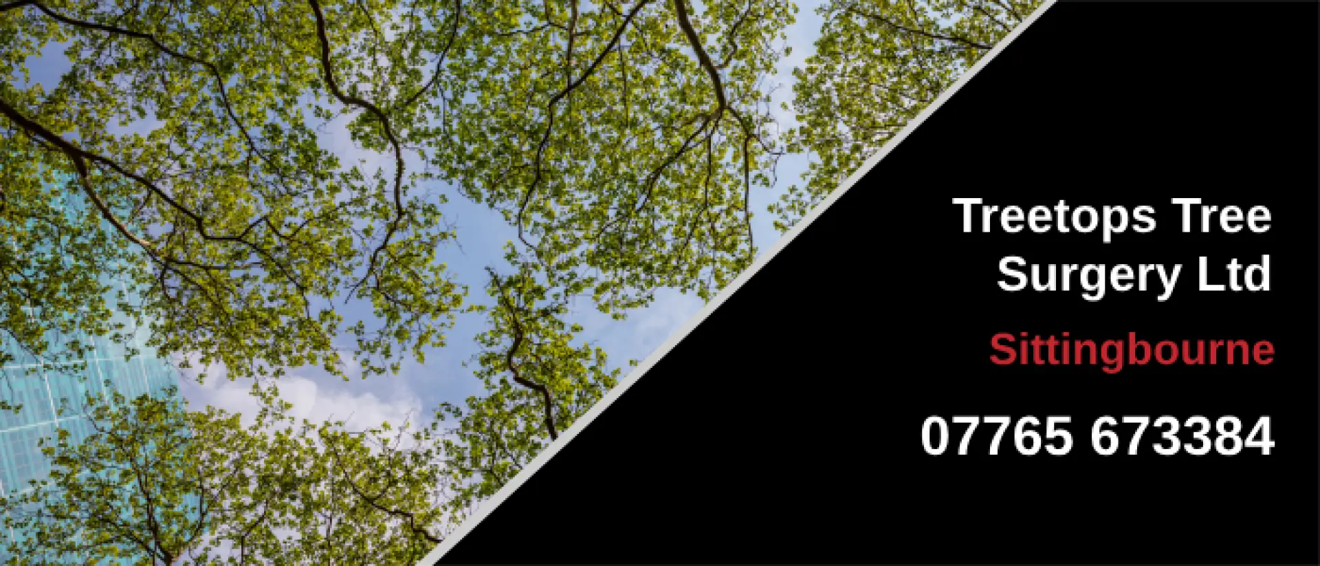 Tree Care in Aylesford | Expert Arborists for Healthy Trees