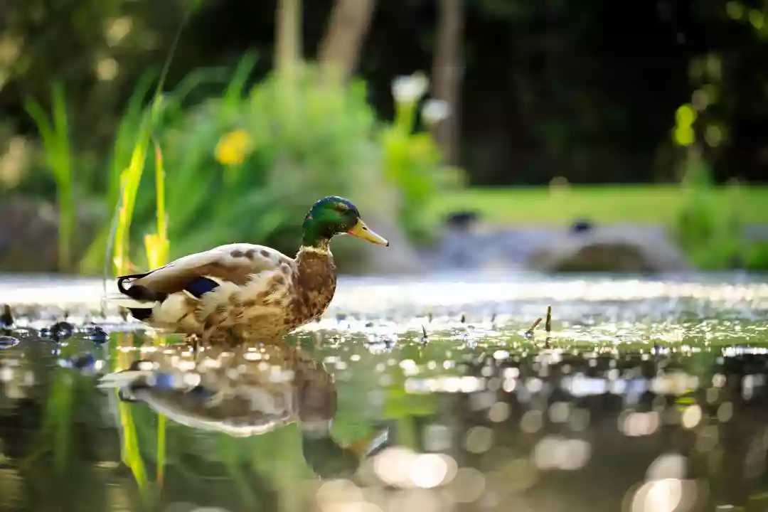 Create A Wildlife Haven In Your Garden With Water Features